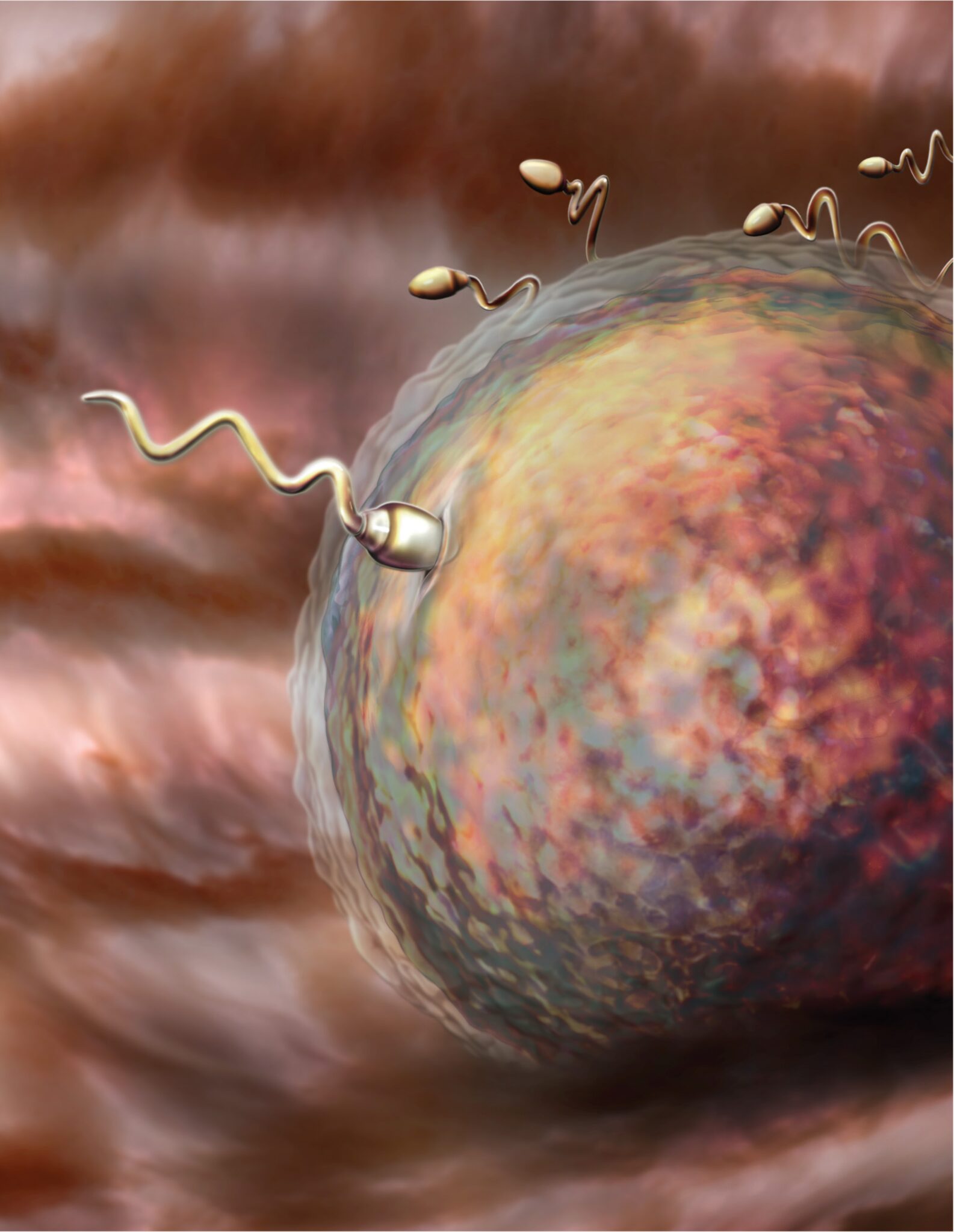 Life in the Womb – Life International Academy